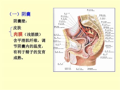 解剖学生殖系统word文档在线阅读与下载无忧文档