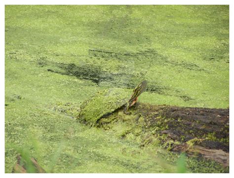 Camo Turtle By Twelfth12 On Deviantart