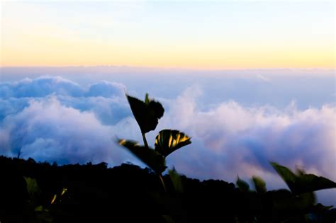 섬의 욕조 버크 관점에서 아침 시간에 아름 다운 바다 안개 Phu Hin Rong Kla National Park에 대한 스톡