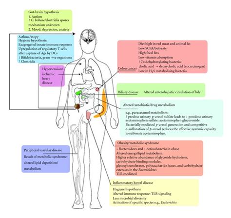Diseases Influenced By Gut Microbial Metabolism The Variety Of