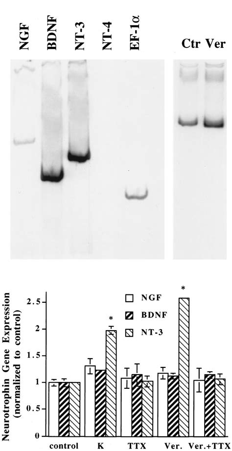 Effect Of Membrane Depolarization On Neurotrophin Gene Expression In Download Scientific