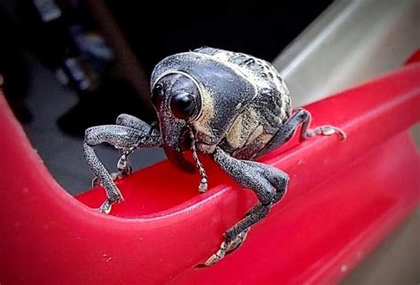 Spongebob Weevil Slide For Eirect Comparison R Weeviltime