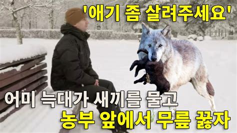 어미 늑대가 새끼를 물고 농부 앞에서 무릎을 꿇자 아이를 살려달라고 Youtube