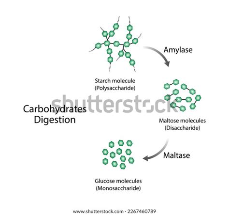 Carbohydrates Digestion Amylase Maltase Enzymes Catalyze Stock Vector
