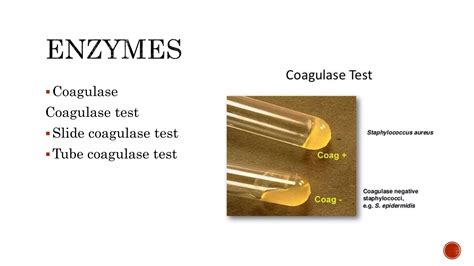 Gram Positive And Gram Negitive Bacteria Pptx