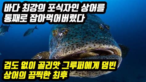 골리앗 그루퍼 Vs 상어 싸움 대결 바다 최강의 포식자인 상어를 통째로 잡아먹어버렸다 겁도 없이 골리앗 그루퍼에게 덤빈 상어의