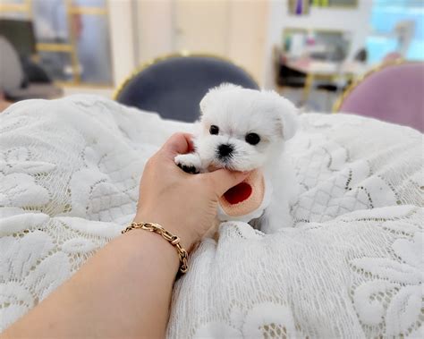 싸개싸개 무료강아지분양사이트