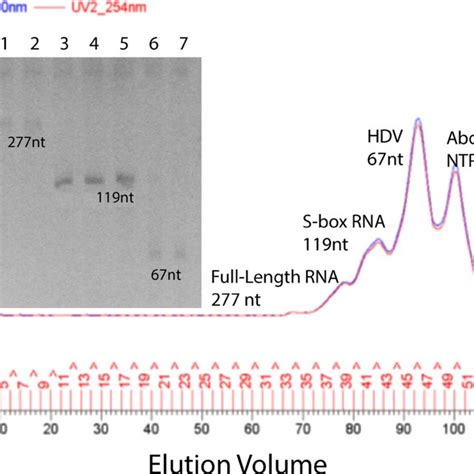 Shape Analysis Using Updated Rna Concentration Coupled With Different