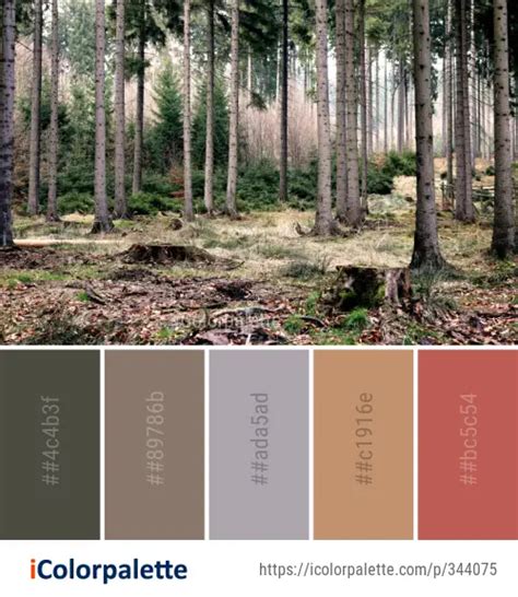 Color Palette Ideas From Ecosystem Spruce Fir Forest Image Icolorpalette