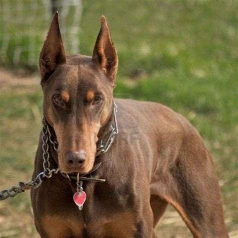 Cómo Cuidar de mi Doberman Adiestrar Perros Razas de Perros Fotos