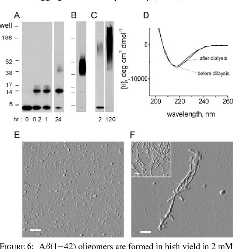 Figure 1 From Amyloid Beta 1 42 Rapidly Forms Protofibrils And Oligomers By Distinct Pathways