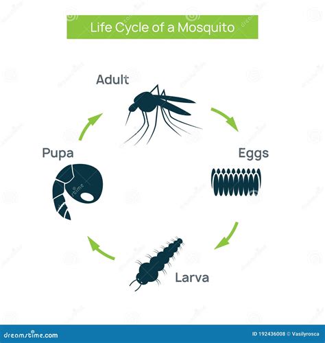 Mosquito Life Cycle Infographic Diagram Cartoon Vector Cartoondealer