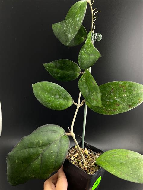 Hoya Puom Siam Ruby Dark Margins Exact Plantrare Etsy