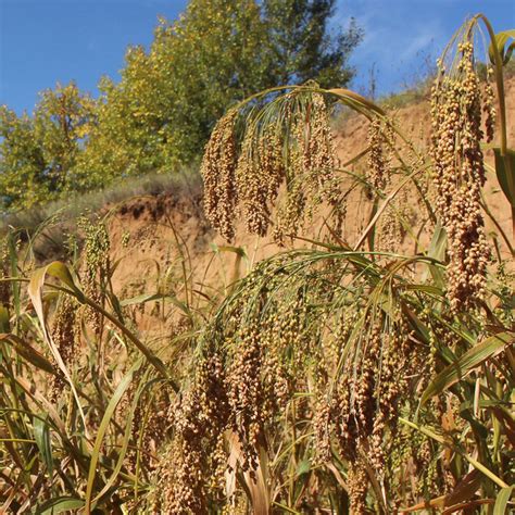 黍米别名粟米与黍米的植物图片黍米图片第3页大山谷图库