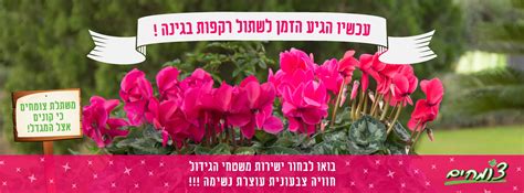 משתלת עין חי בהוד השרון מחפשים מתנות לראש השנה יש אצלינו כל כך הרבה דברים יפים לחג שלא תדעו