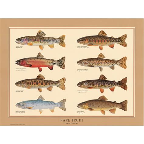 Trout Poster Rare Trout Identification Chart And Wall Art By Joseph