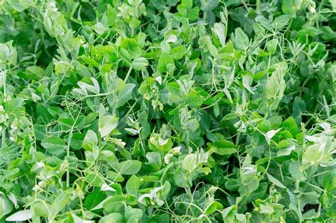 Cress Seeds Upland Packet Vegetable Seeds Eden Brothers Artofit