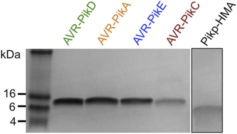 Figures And Data In Structural Basis Of Pathogen Recognition By An