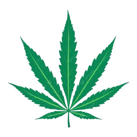 Licencia De Planta De Cannabis Sativa Png Dibujos Canabis Imágenes