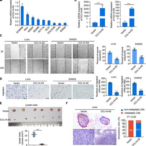 Knockdown Of Ccl14 As Promotes Invasiveness And Lymph Node Metastasis