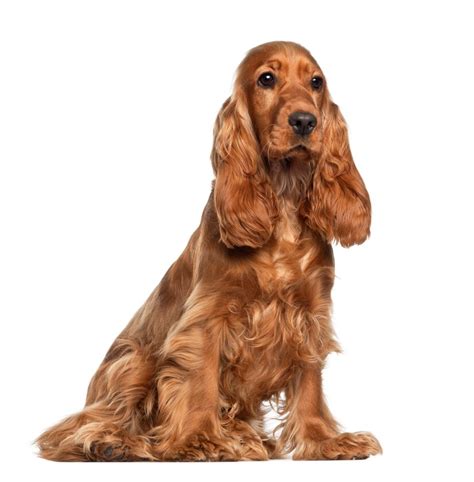 Premium Photo English Cocker Spaniel Nine Months Old Sitting