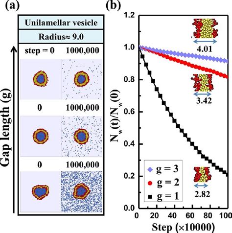 A Hydrophilic Small Molecule Permeation Process Of Ulv With A As 30 Download Scientific