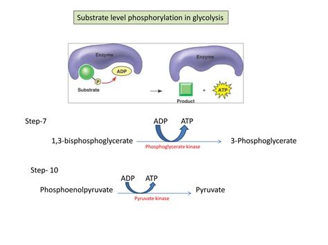 Substrate Level Phosphorylation In Glycolysis Pptx