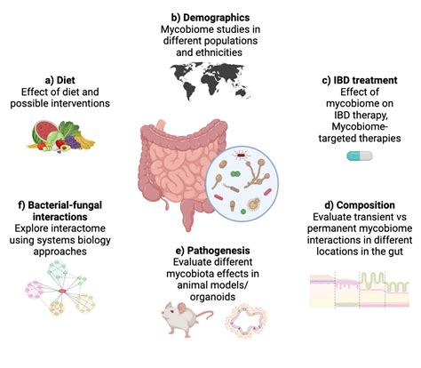 Future Directions In Ibd Treatments Biorender Science Templates