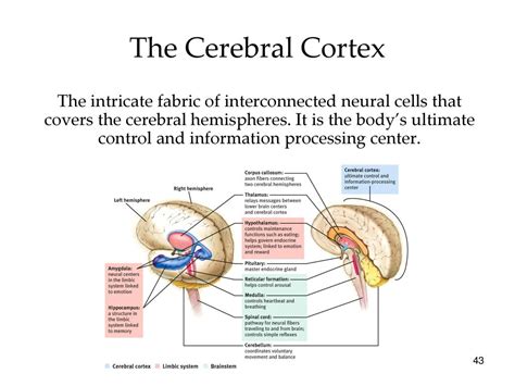 Neuroscience And Behavior Chapter 2 Ppt Download
