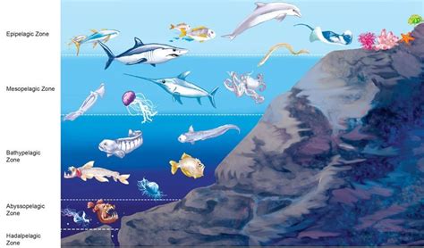 Mesopelagic Zone Food Web