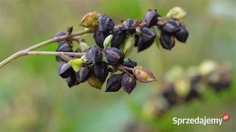 Herbata Soba Cha 1kg Kobylanka Sprzedajemypl