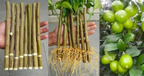 Easy And Creative Ways To Propagate Lemon Trees From Cuttings Crafty