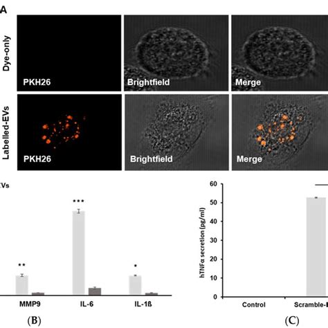 Evs Enriched With Gof Mutant P53 Proteins Can Modulate Macrophage