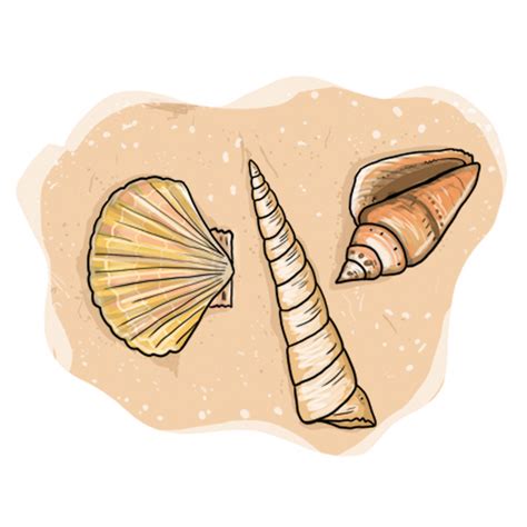 Learn How To Draw Seashells Learn To Draw Online Learn How To Draw Seashells Learn To Draw Online