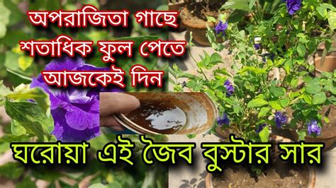 অপরাজিতা গাছে শতাধিক ফুল পেতে আজকেই দিন ঘরোয়া এই জৈব বুস্টার সার Youtube