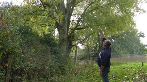 Un Nid De Frelons Asiatiques à Largilière De Saint Momelin Le Journal Des Flandres