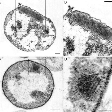 A D Sections Of Halobacterium Salinarum Cells Showing The Presence Of
