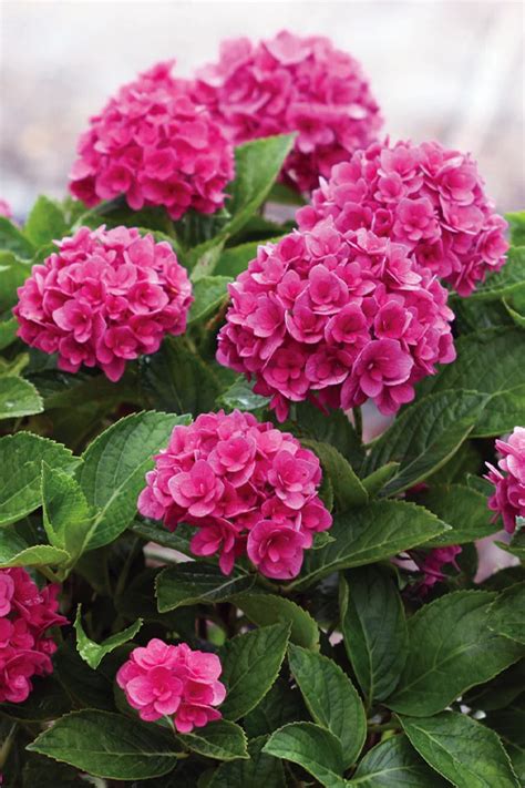 Buy Ruby Blossom Hydrangea Free Shipping Wilson Bros Gardens 2