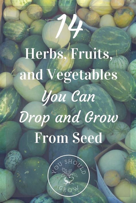 Easy Vegetables To Grow Without Seeds Garden Plant