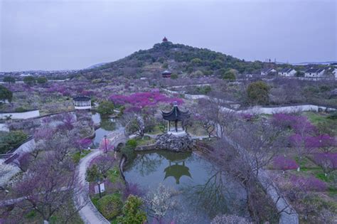 苏州西山林屋洞梅花航拍图片素材 苏州西山林屋洞梅花航拍设计素材 苏州西山林屋洞梅花航拍摄影作品 苏州西山林屋洞梅花航拍源文件下载 苏州西山林屋