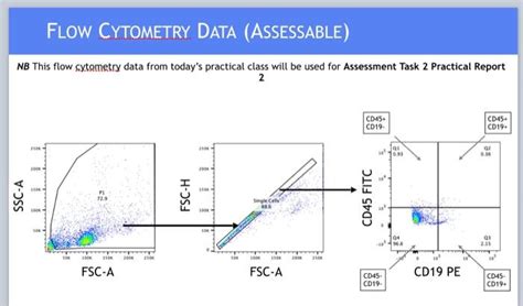 Solved Cd45 Is An Important Transmembrane Marker That Is