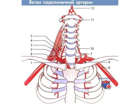 Артерии ВКК презентация онлайн