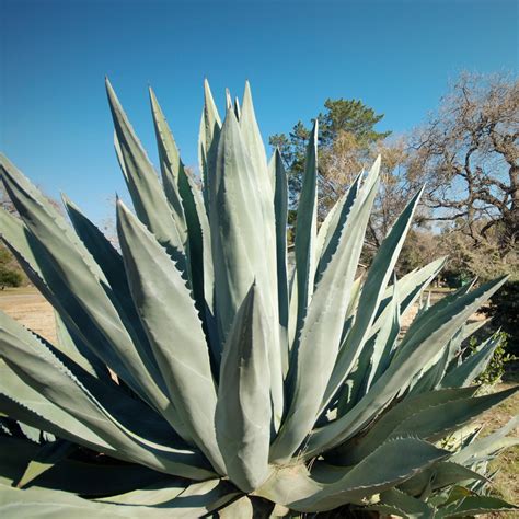 Summer Dormant Succulents That Will Thrive In Your Garden Azure Flare