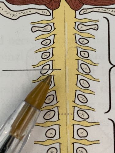 Spinal Cord Flashcards Quizlet
