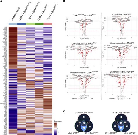 Monitoring Car T Cell Generation With A Cd8 Targeted Lentiviral Vector