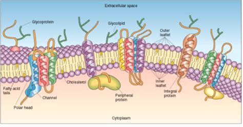 Gbs 709 Week 1 Cell Membrane Cytoskeleton Flashcards Quizlet