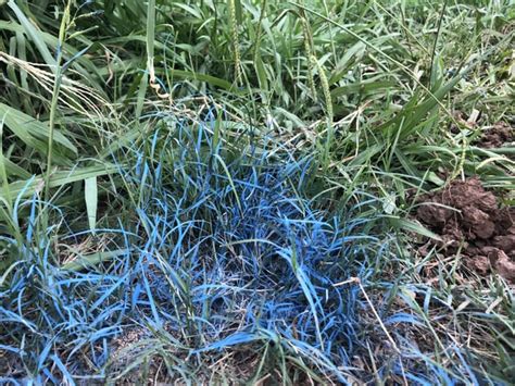 I Found What Biffle Sees For Grass Rtheregulars