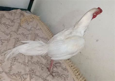 Aseel White Murga For Sale Hens 1086007701