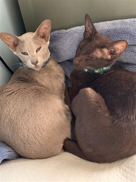 My 2 Beautiful Girls R Orientalshorthair