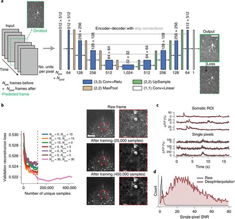 Training DeepInterpolation networks for denoising two-photon calcium... | Download Scientific ...